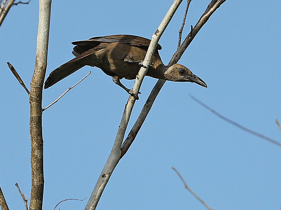 Tanimbar Oriole - eBird
