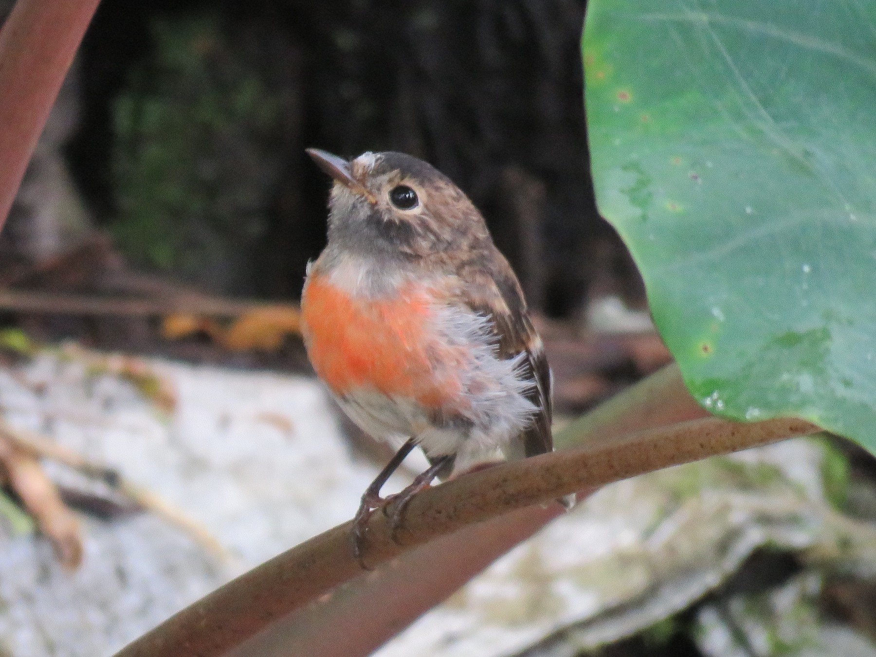 Pacific Robin (Samoan) - eBird