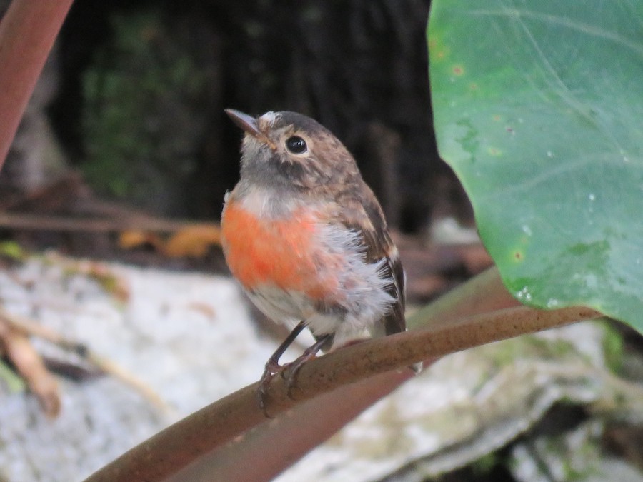 Pacific Robin (Samoan) - eBird