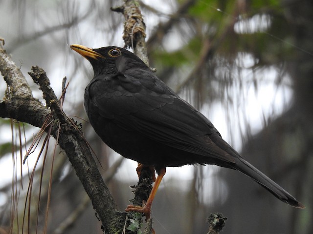 Black Thrush Bird