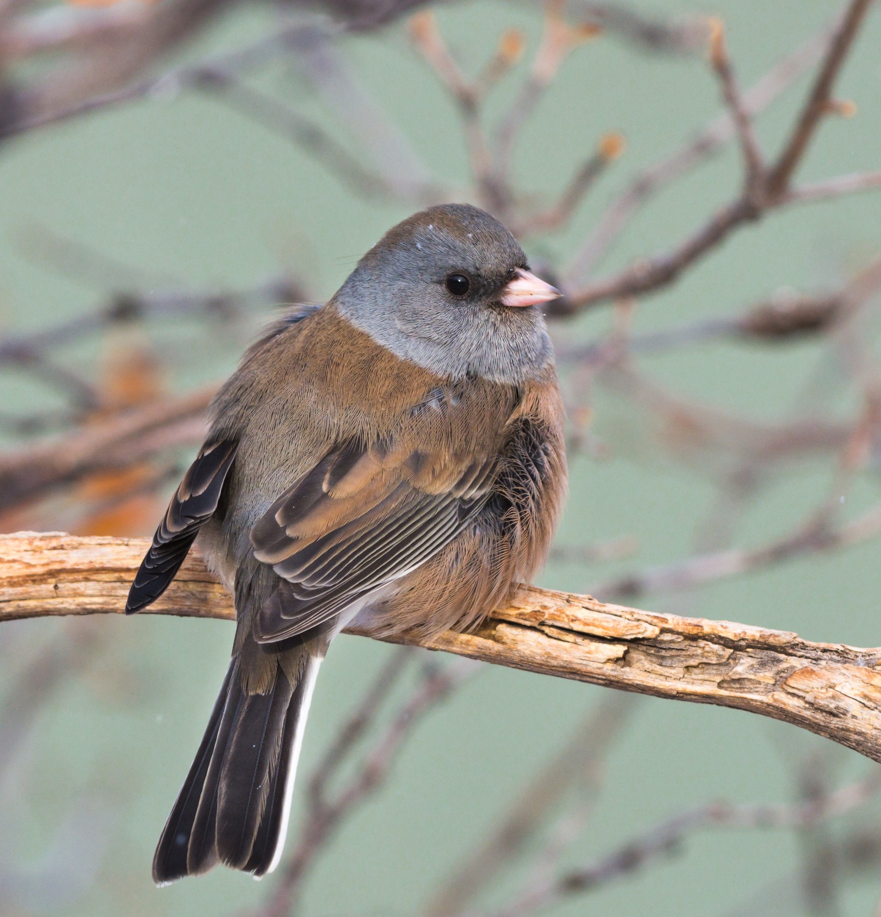 Oregon Junco Range