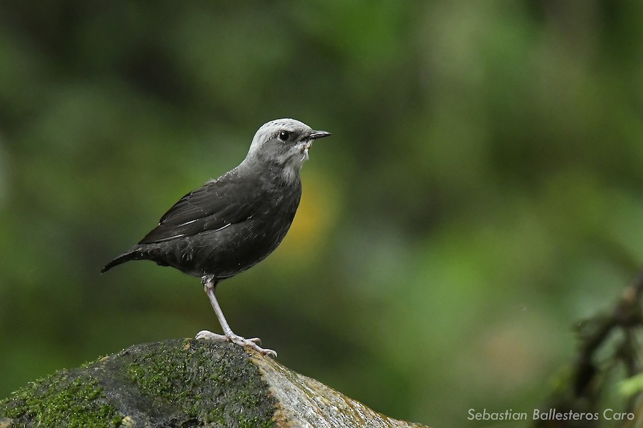 White-capped Dipper (Santa Marta) - eBird