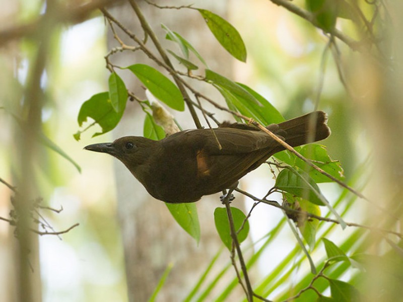 Dusky-brown Oriole - eBird