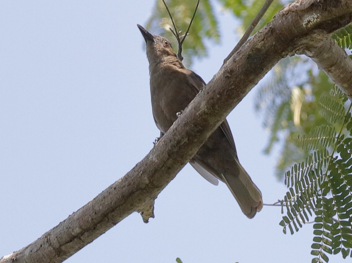 Dusky-brown Oriole - eBird