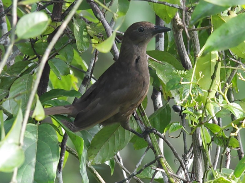 Dusky-brown Oriole - eBird