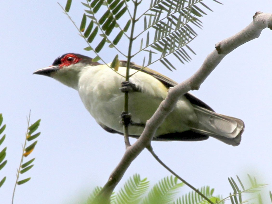 Wetar Figbird - eBird