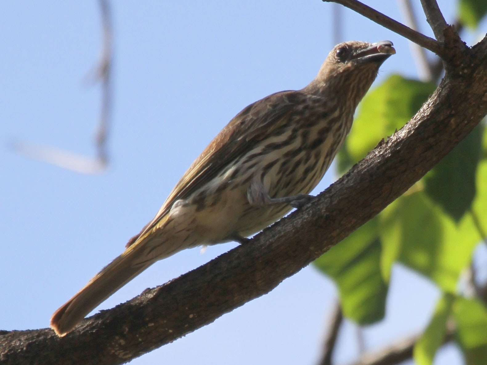 Wetar Figbird - eBird
