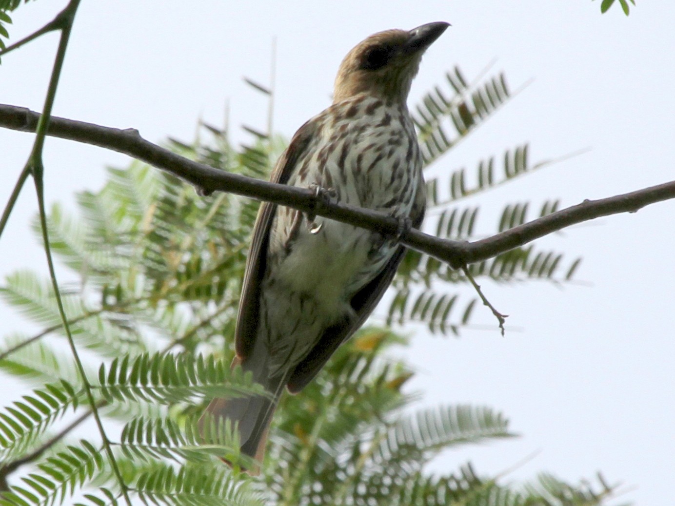 Wetar Figbird - eBird