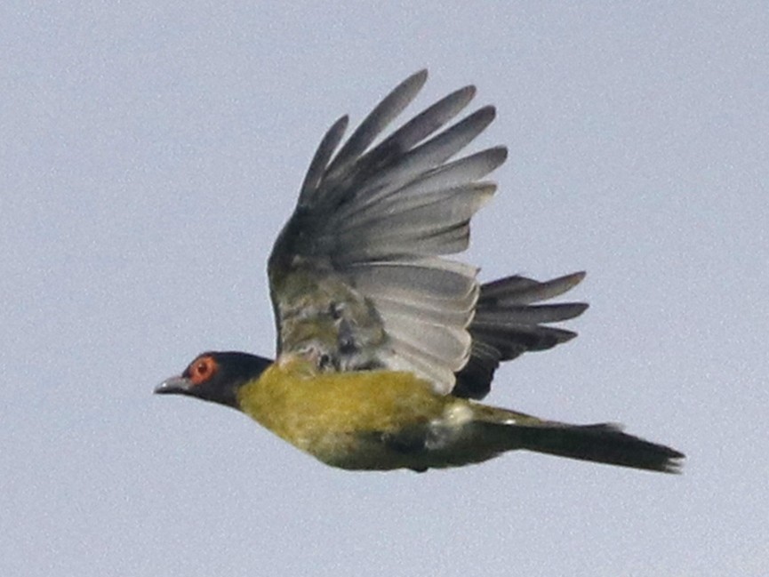 Green Figbird - eBird
