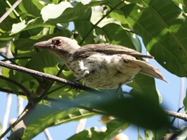 Photos - Green Figbird - Sphecotheres viridis - Birds of the World
