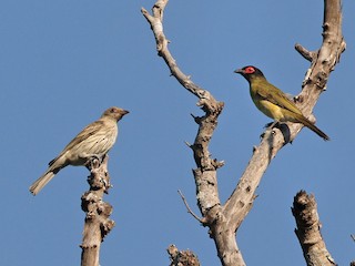 Green Figbird - eBird