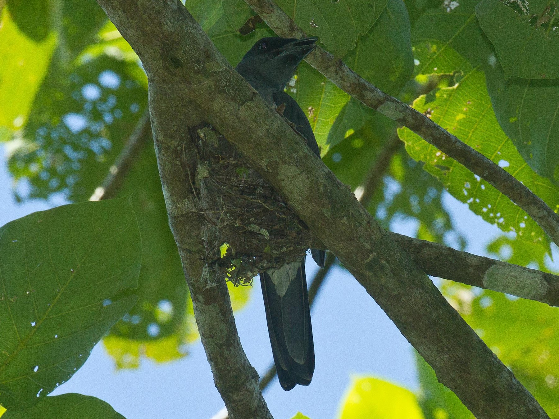 Dusky-brown Oriole - eBird