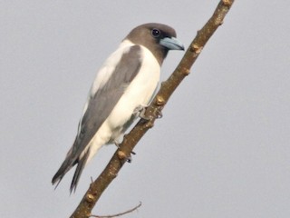 Ivory-backed Woodswallow - eBird