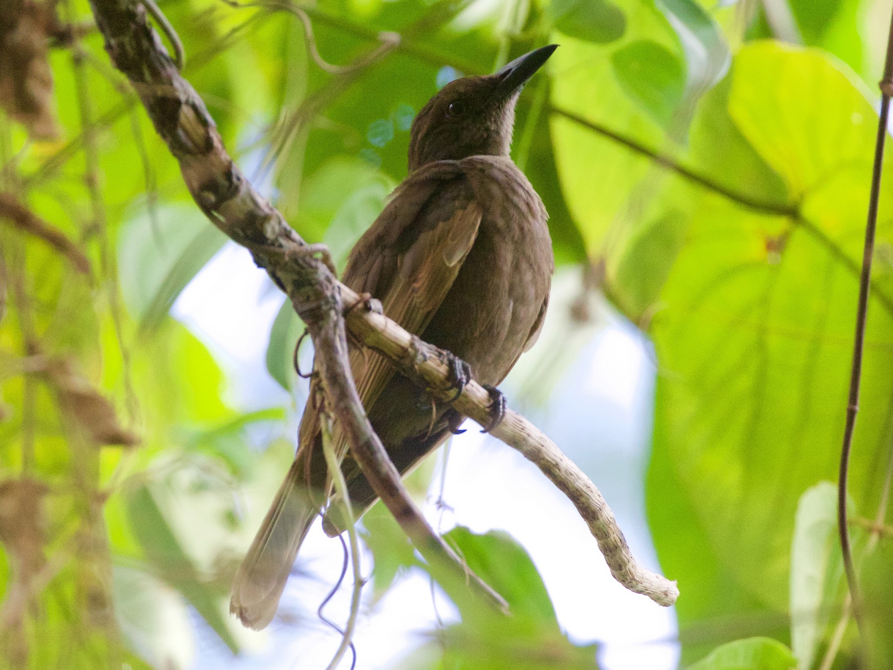Dusky-brown Oriole - eBird