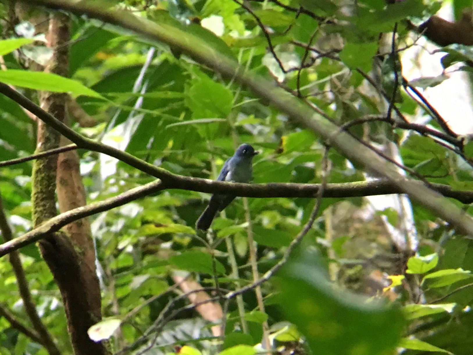 Cerulean Flycatcher - eBird