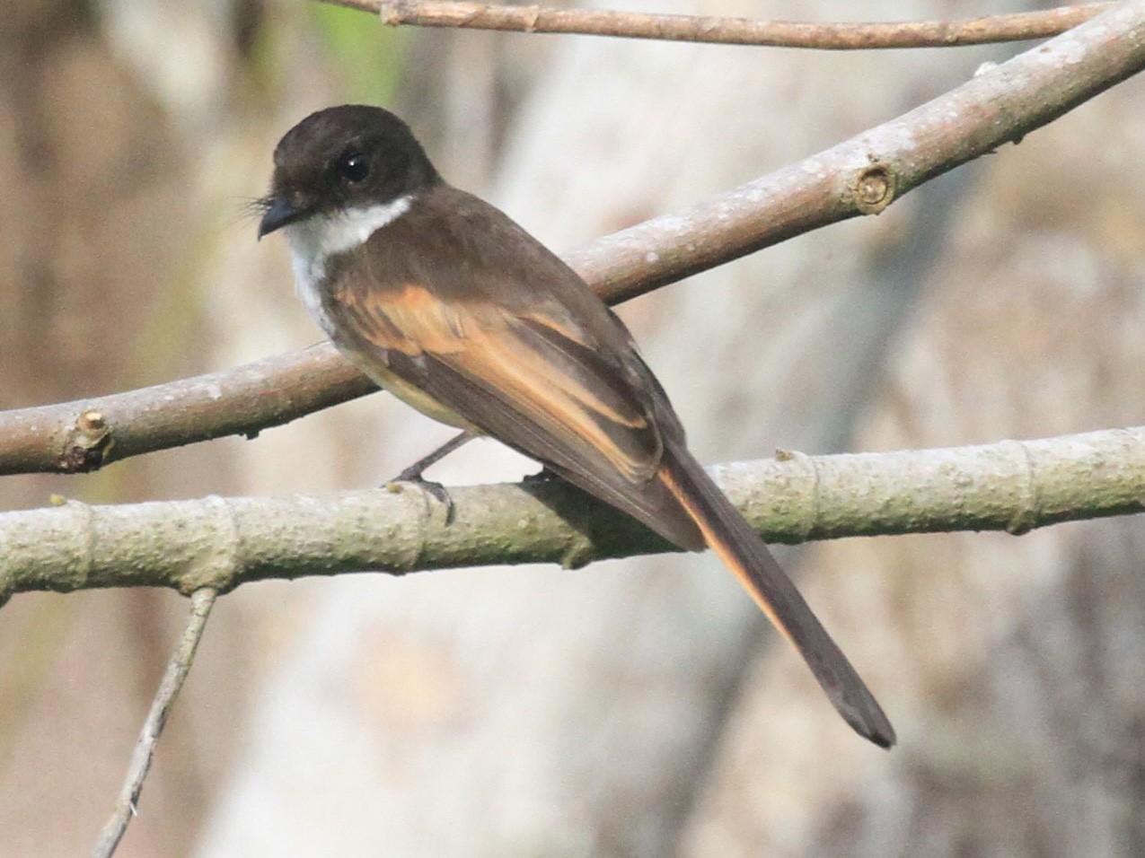 Cinnamon-tailed Fantail - eBird