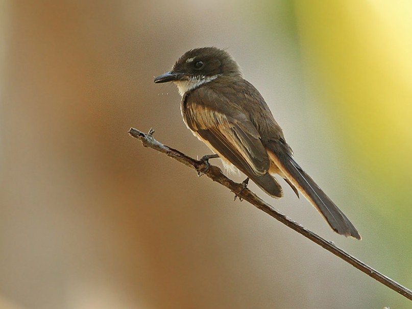 Cinnamon-tailed Fantail - eBird