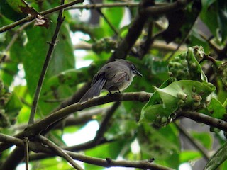 Brown-capped Fantail - eBird