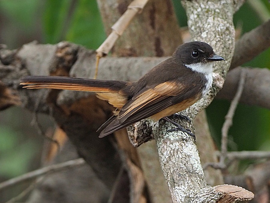 Cinnamon-tailed Fantail - eBird