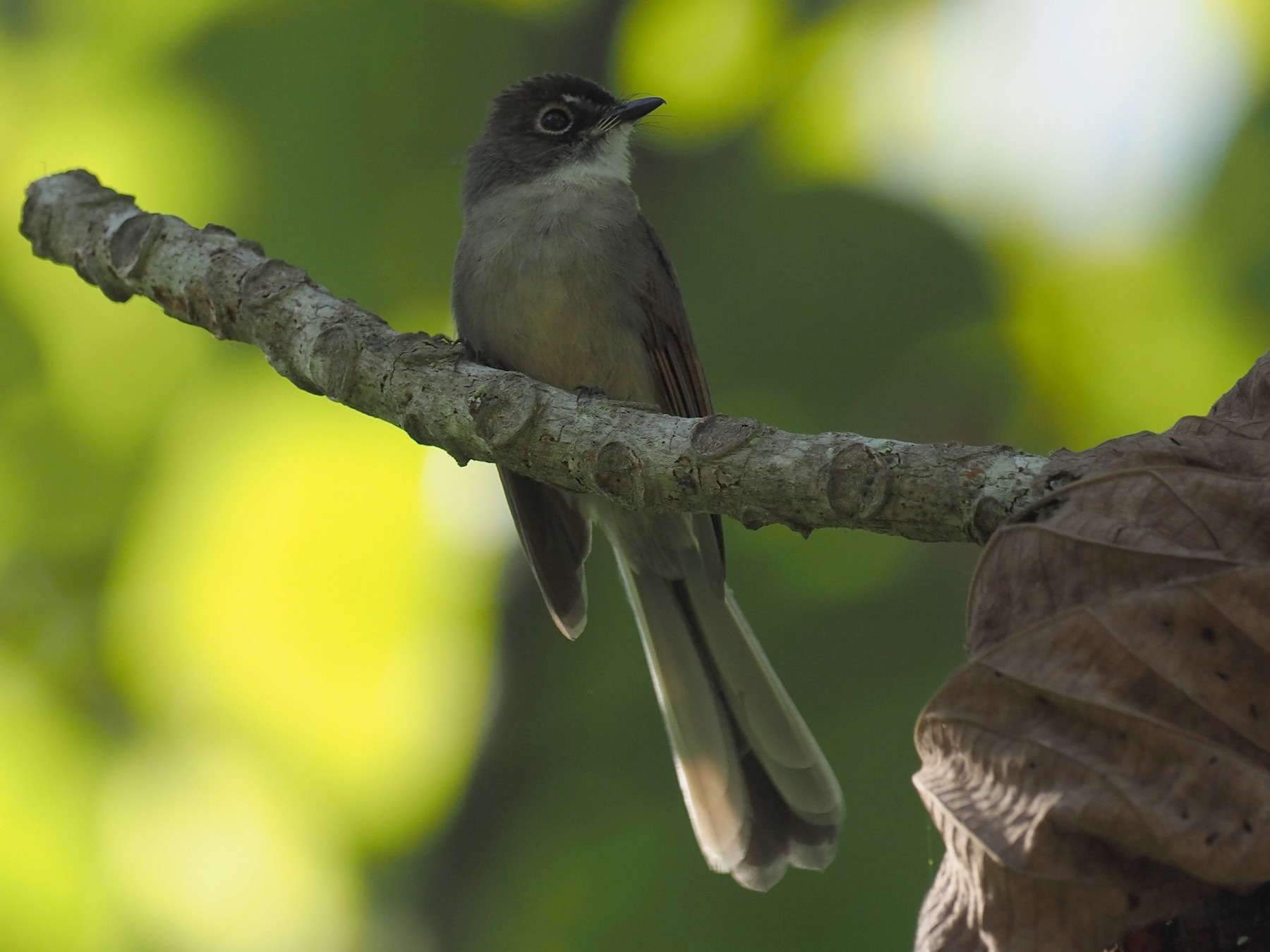 Brown-capped Fantail - eBird