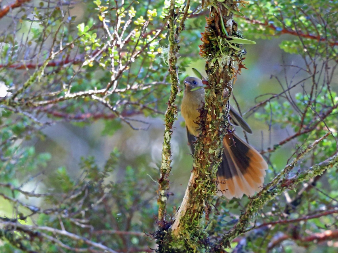 Dimorphic Fantail - eBird