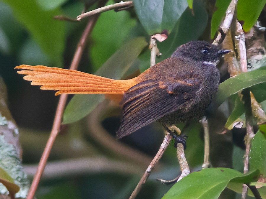 Rufous-tailed Fantail - eBird