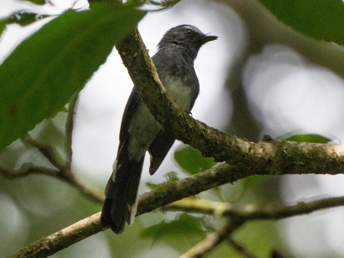 White-bellied Fantail - Rhipidura euryura - Birds of the World