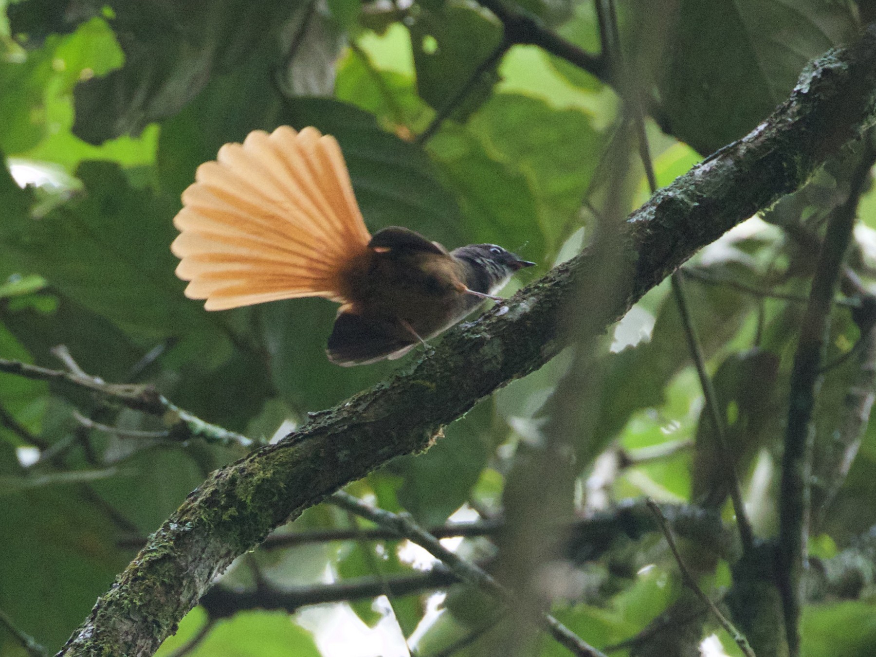 Kipasan ekor-merah - eBird