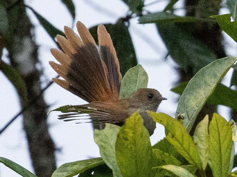 Dimorphic Fantail - eBird