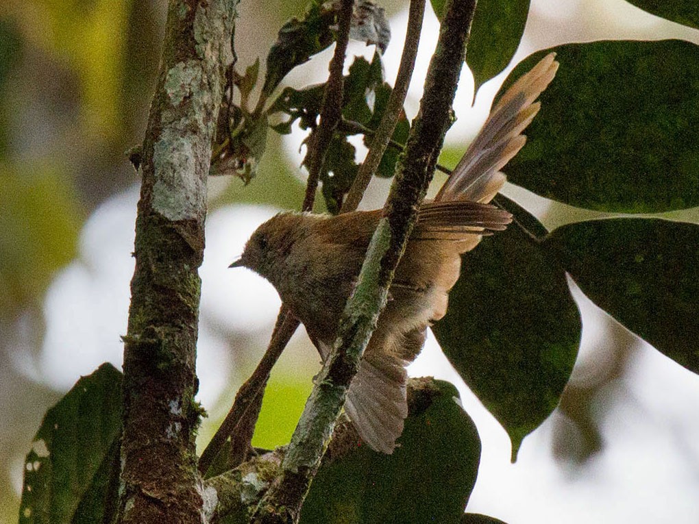 Dimorphic Fantail - eBird