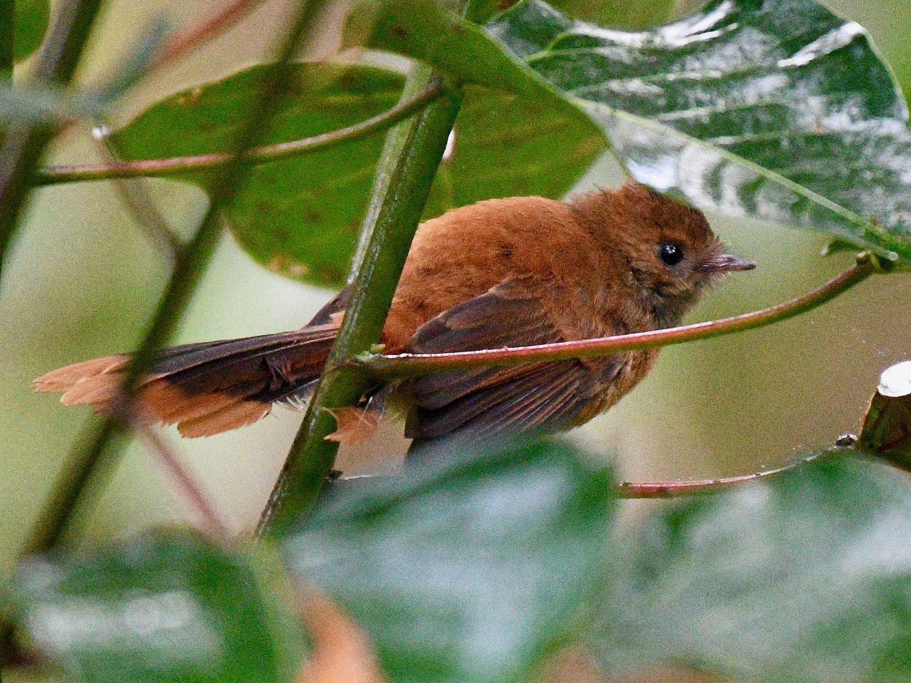 Dimorphic Fantail - eBird