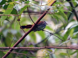 Streak-breasted Fantail - eBird