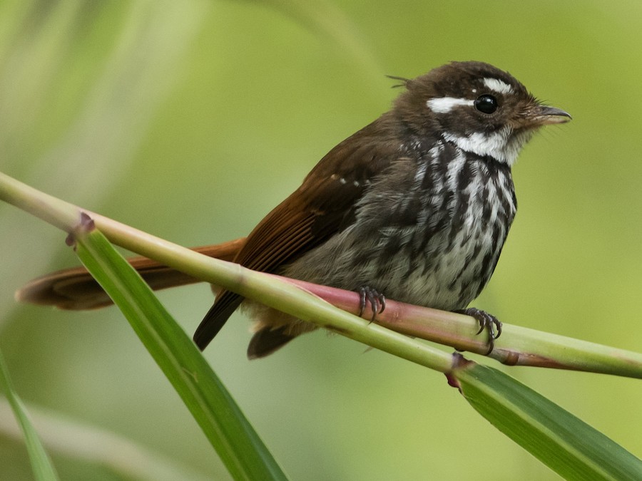 Streak-breasted Fantail - eBird