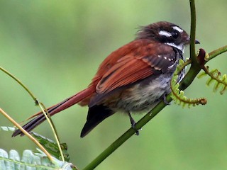 Streak-breasted Fantail - eBird