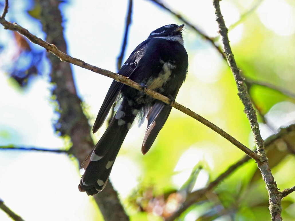 Friendly Fantail - eBird