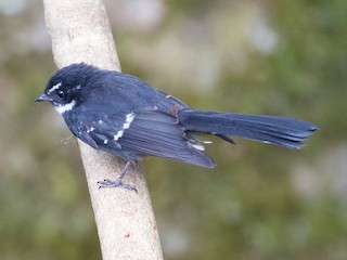 Friendly Fantail - eBird