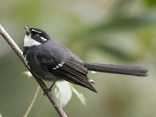 Friendly Fantail - eBird