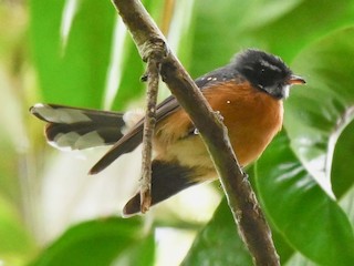 Chestnut-bellied Fantail - eBird