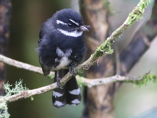 Friendly Fantail - eBird