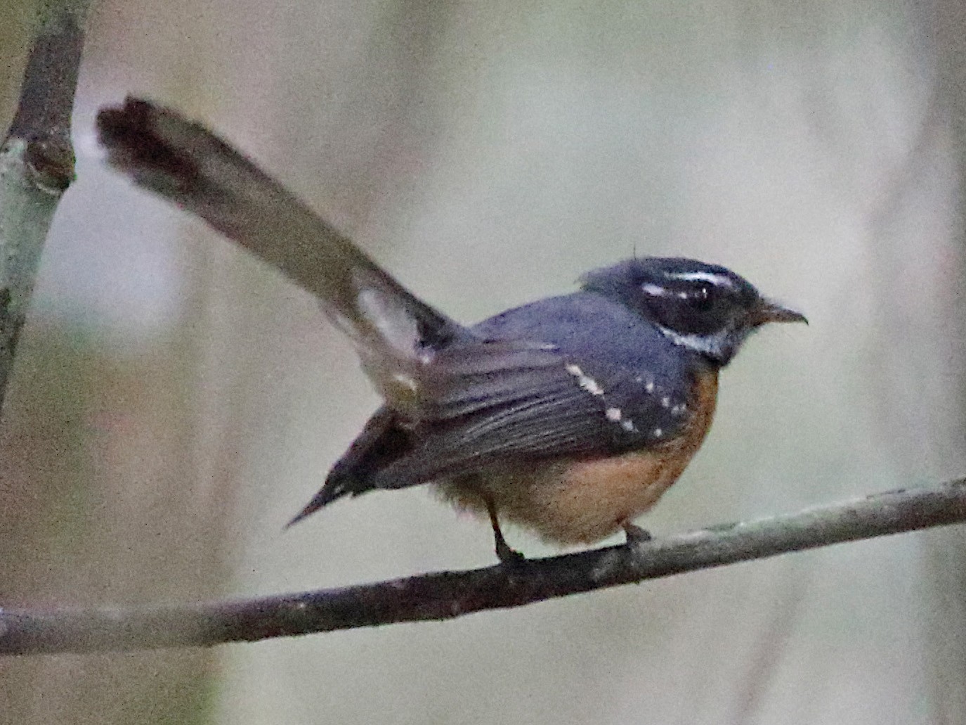 Chestnut-bellied Fantail - eBird