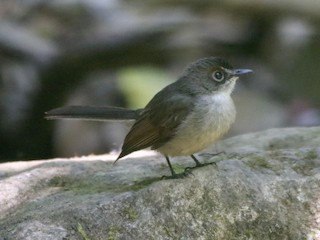 Brown-capped Fantail - eBird