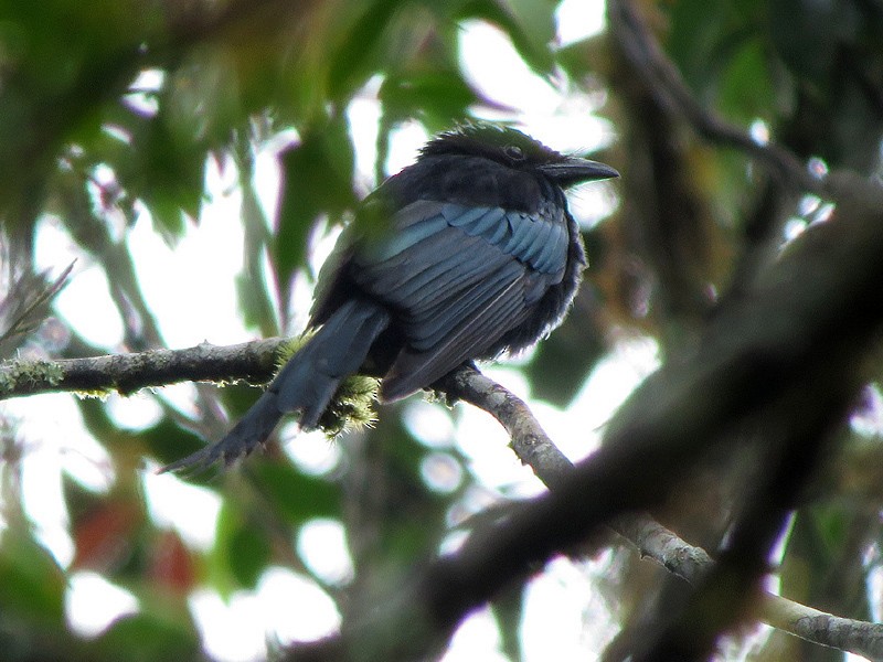 Drongo de Célebes - eBird