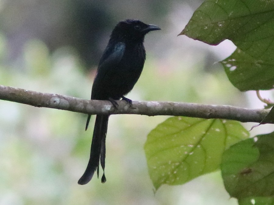 Drongo de Célebes - eBird