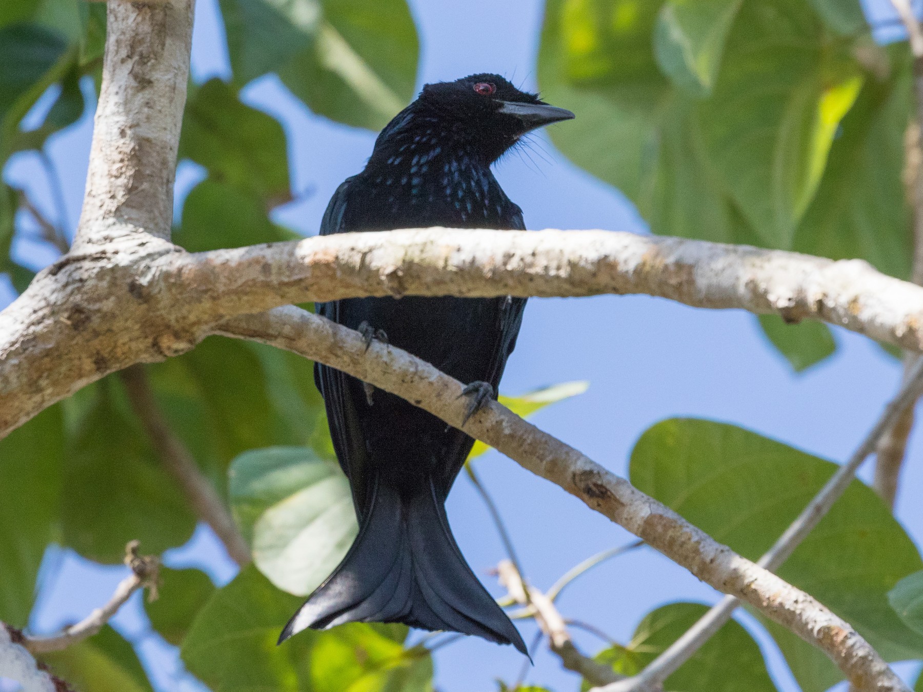Wallacean Drongo - eBird