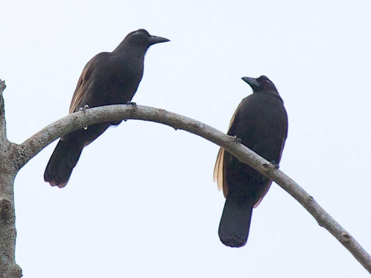 Paradise-crow - eBird