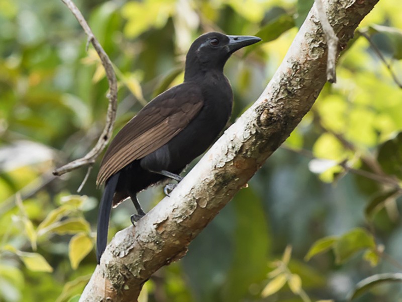 Paradise-crow - eBird