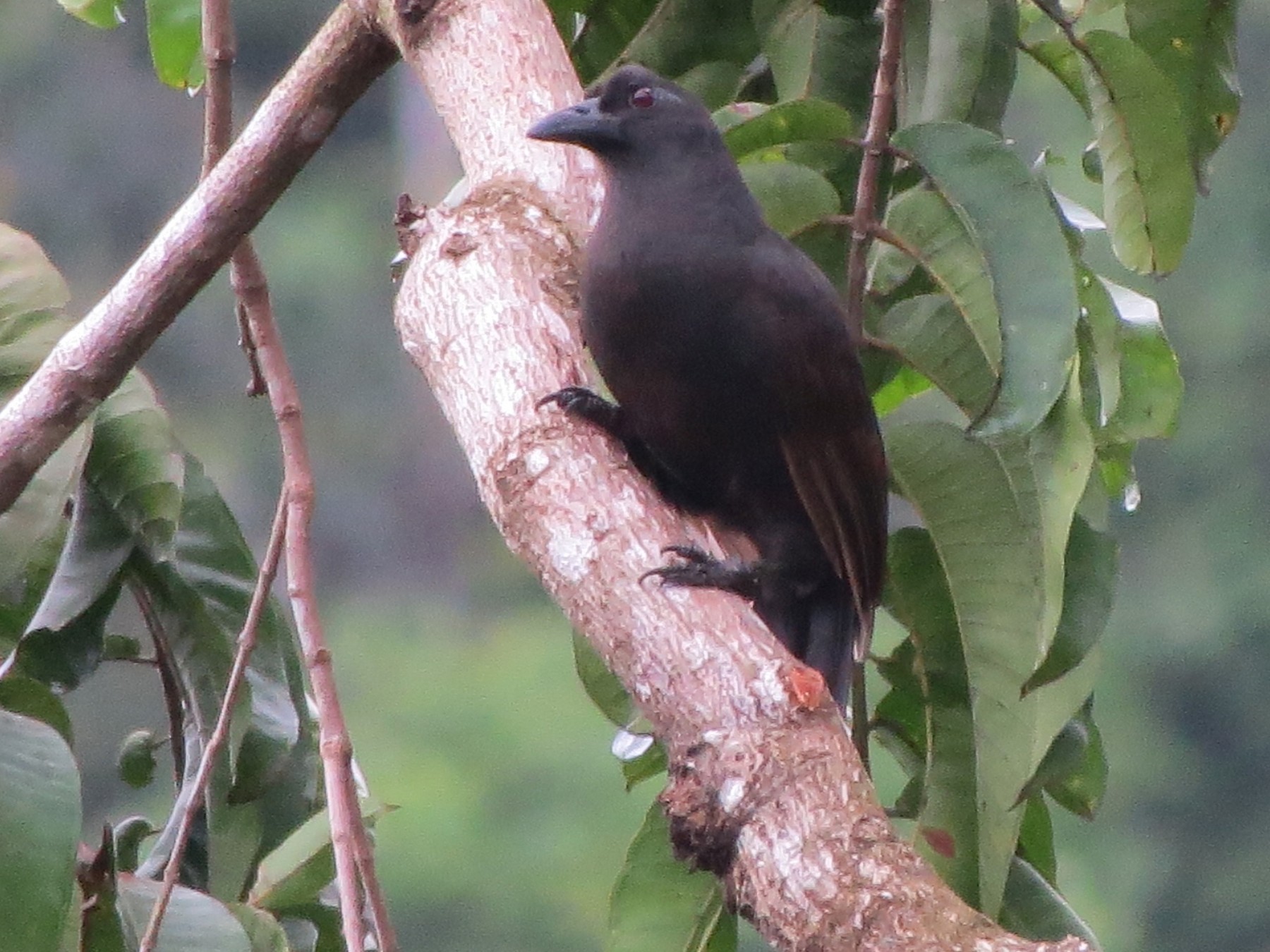 Paradise-crow - eBird