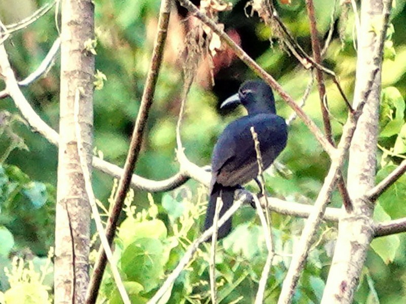Paradise-crow - eBird