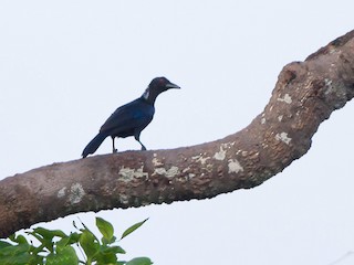 Crinkle-collared Manucode - eBird