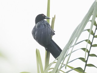 Jobi Manucode - eBird